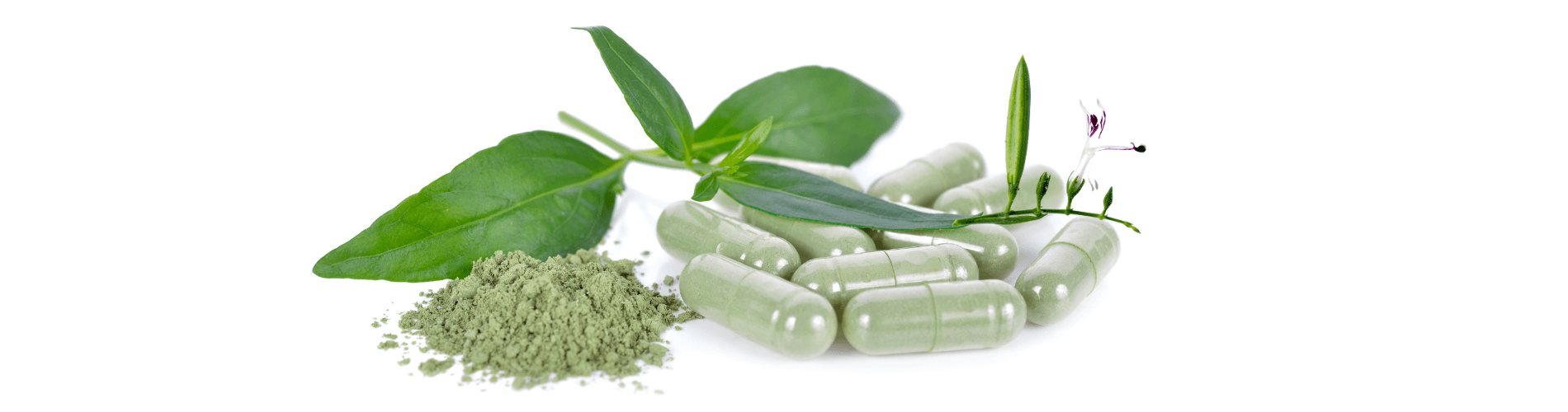 Andrographis Benefits: Immune Support & Health Uses | AKESO